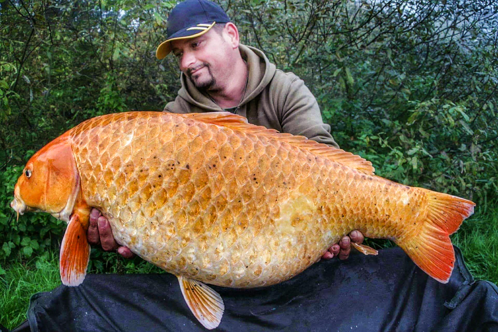 Galerija – CarpDreamLake.com